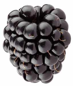 Productores especialistas de berries y fruta de hueso - Plus Berries