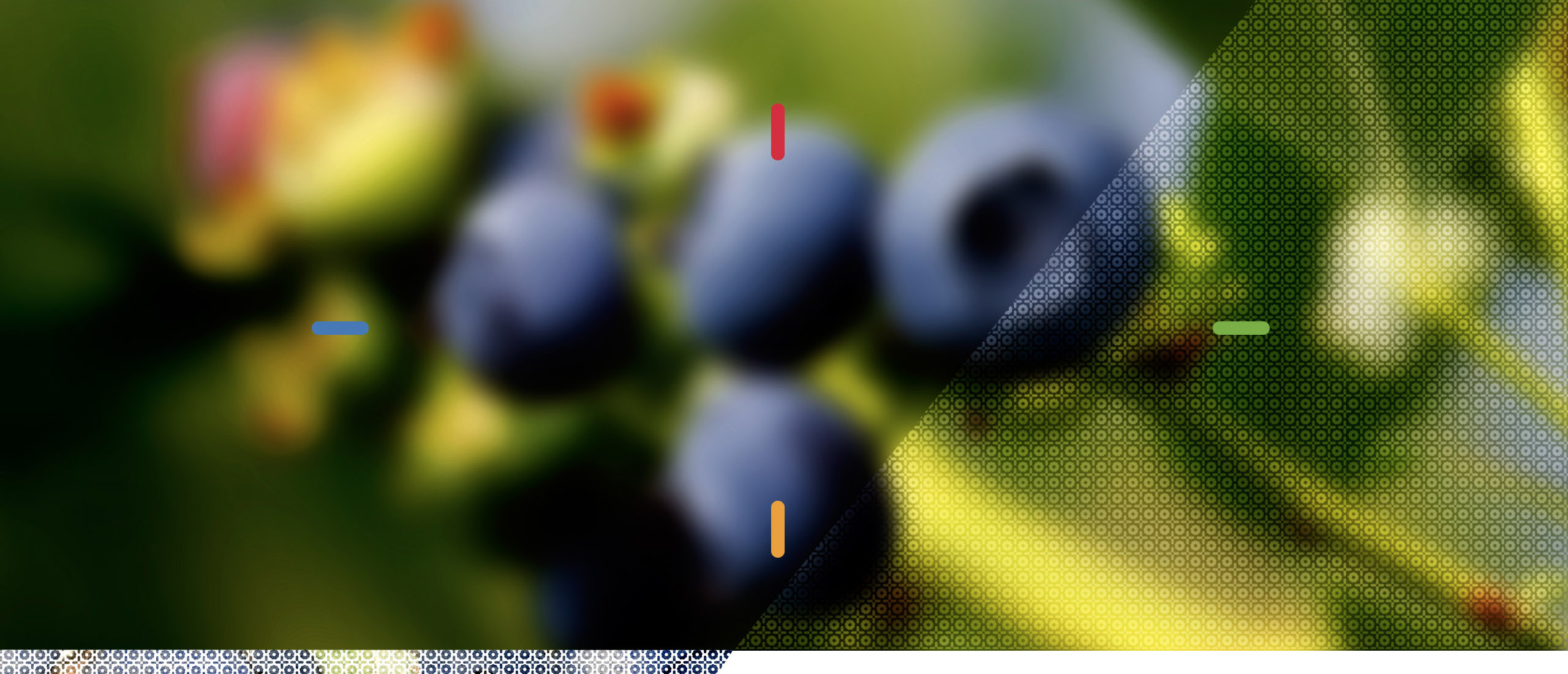 Somos - Plus Berries