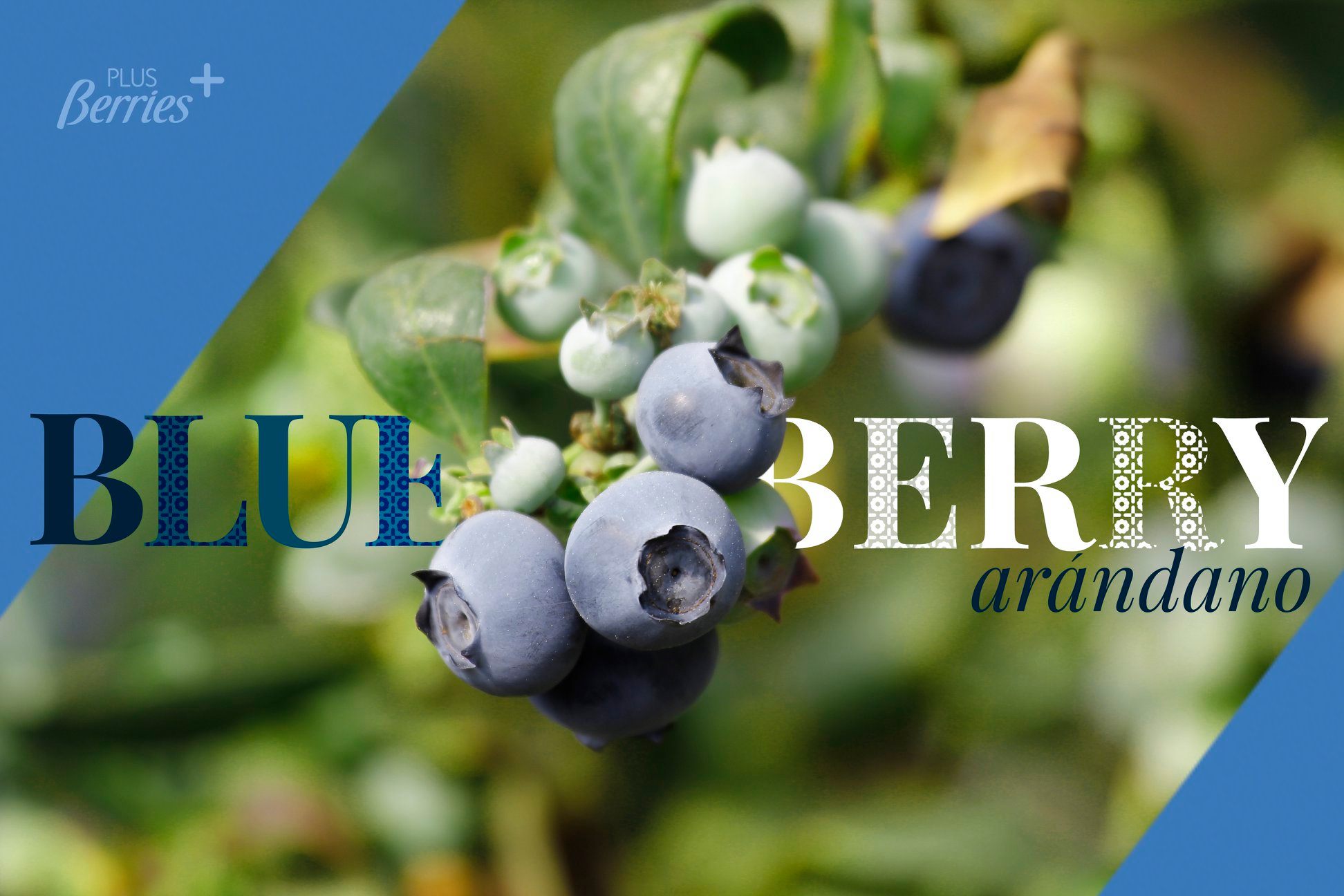 Nuestros campos repletos de arándanos - Plus Berries