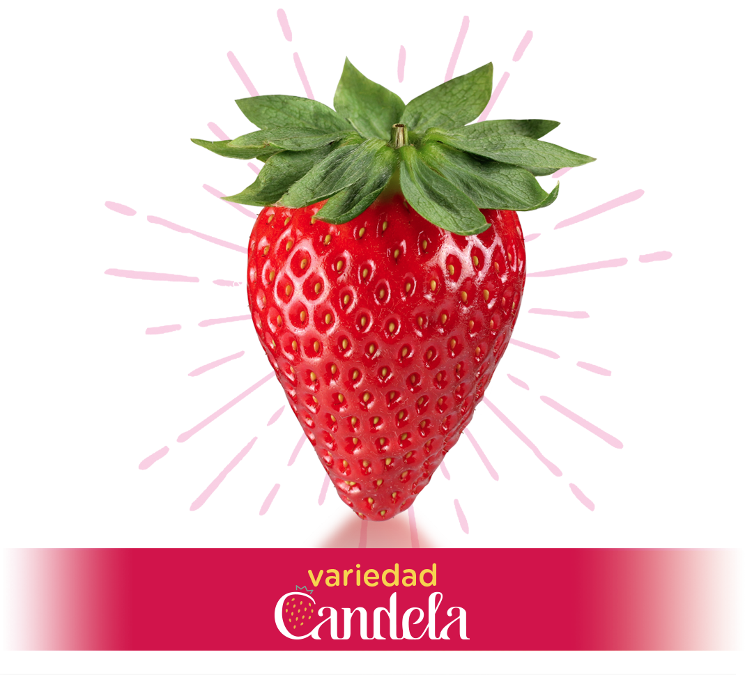 El fresón más dulce - Plus Berries